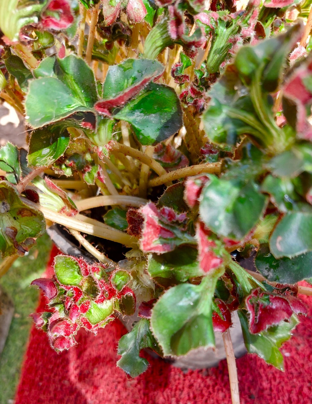 Begonia Cathedral Stained Glass Window Young Plant Rooted x 1 | eBay