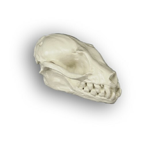 Bat Skull Necklace Or Pin Ivory Plastic Bat Skull W/ Black Cord Costume ...