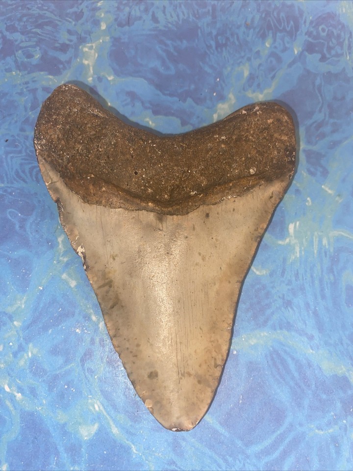 MEGALODON SHARK TOOTH 4.57 HUGE TEETH MEG SCUBA DIVER DIRECT FOSSIL NC ...