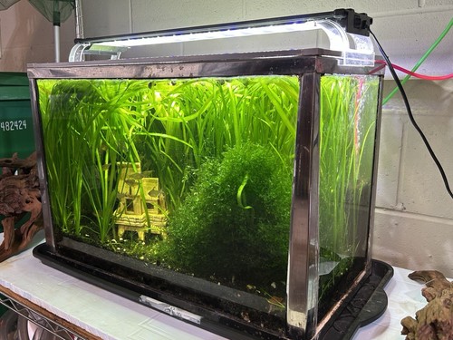 Metaframe Aquarium Fish Tank Metal Slate Bottom 20 Gallon Glass Tank ...