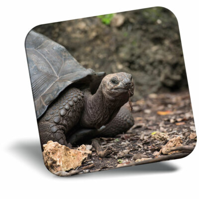 Awesome Fridge Magnet - Tortoise Turtle Garden Animal Cool Gift #16811 ...