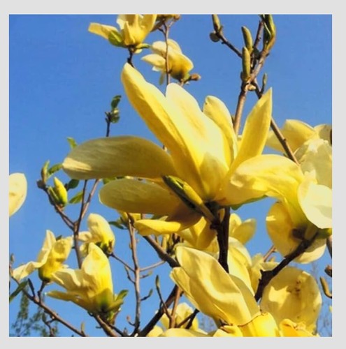 Yellow Jane Magnolia Live Plant – 18” Tall Flowering Shrub Tree for ...