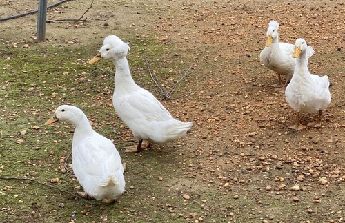 7 Fresh /Fertilized Barnyard Mix Duck Hatching Eggs!! Organic fed. | eBay