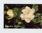 Postcard A Gardenia For You | eBay UK
