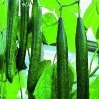 5 X cucumber MINI PLUG PLANTS choice of varieties pre order | eBay UK