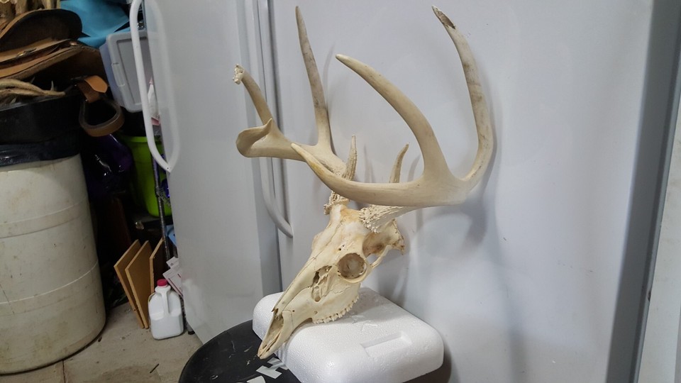 131" 4x4 WHITETAIL DEER RACK FULL SKULL mule elk shed antlers taxidermy ...