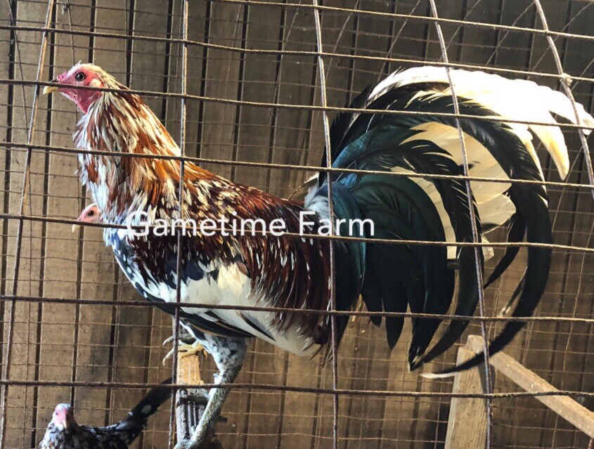 6 + Spangled McLean Hatch GameFowl chicken hatching eggs | eBay