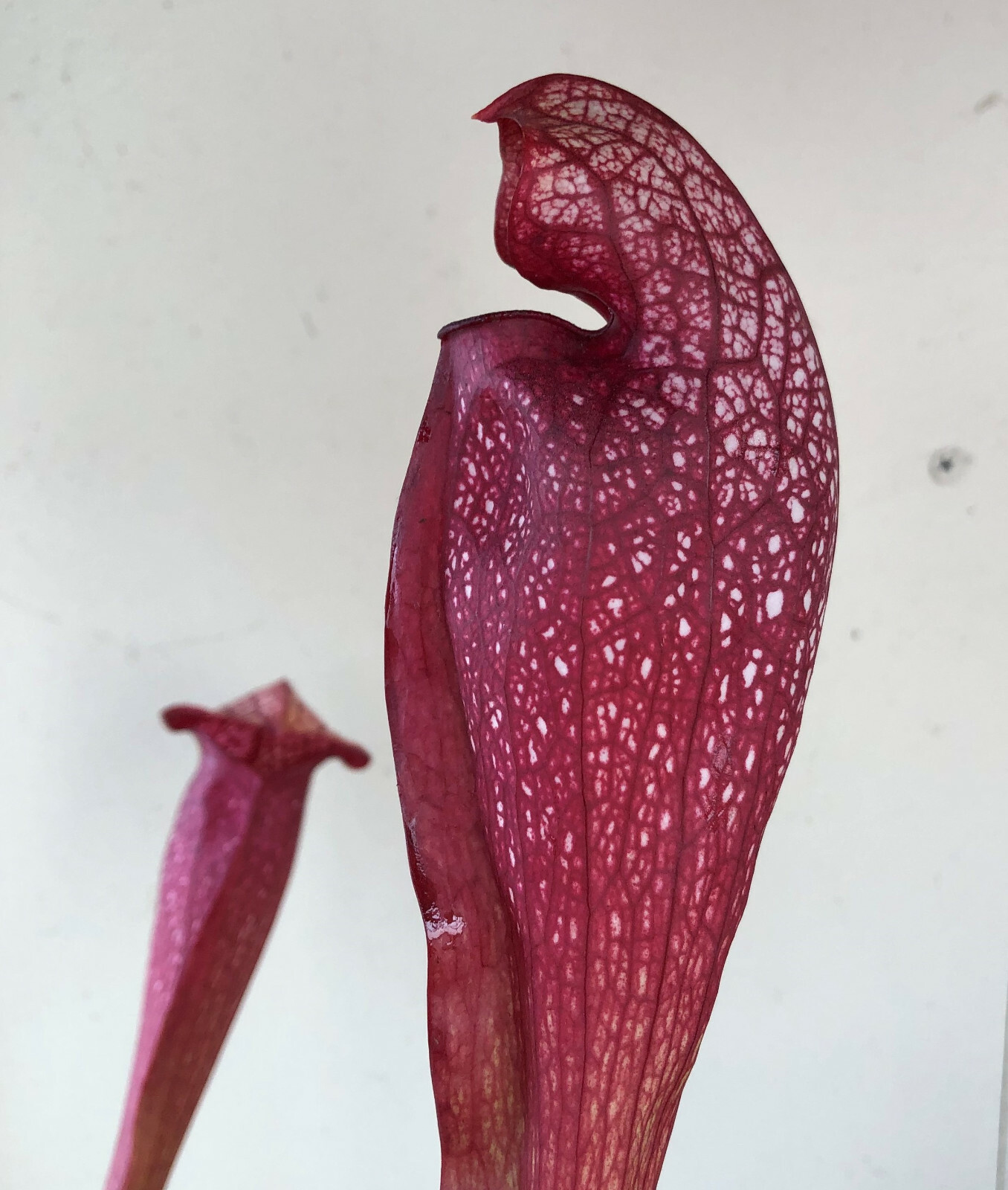 Sarracenia 'Decora' - Carnivorous Plant Pitcher Plant Insectivorous | eBay