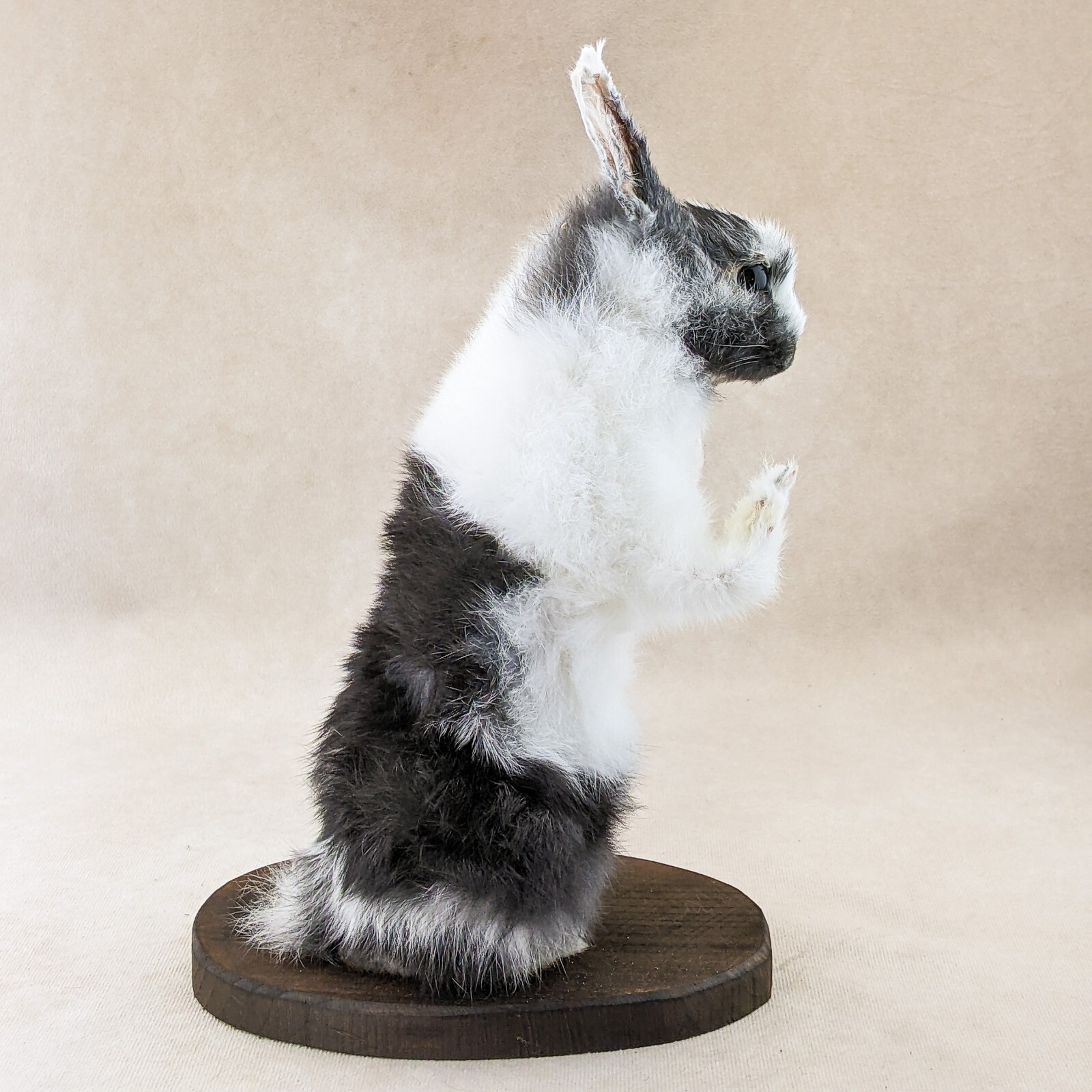 L44K Bunny Rabbit Flipping Off Anthropomorphic Taxidermy Oddities ...