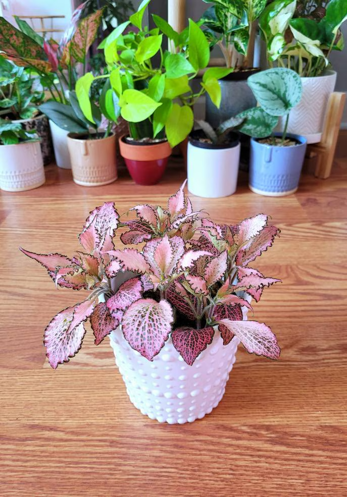10 Fittonia Frankie seeds, Nerve plant, mosaic plant, jewel plant ...