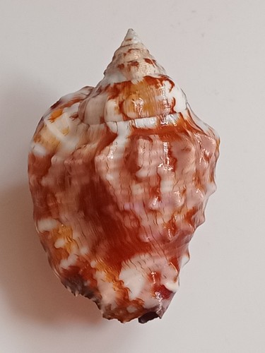 Sea shell Lentigo pipus 63mm, gem, very nice pattern, perfect | eBay