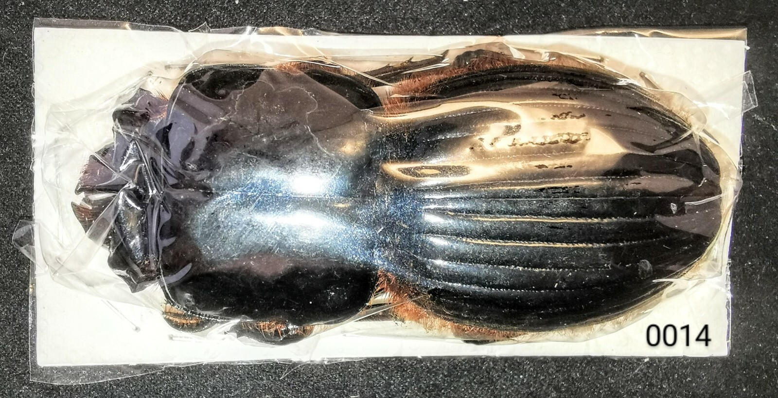 Passalidae Proculus goryi 70mm+ A1 from GUATEMALA - #01114 | eBay