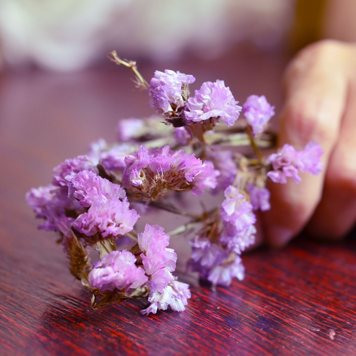 Statice- Twilight Lilac, 75 seeds | TSC: Heirloom & OP seeds, non-GMO ...