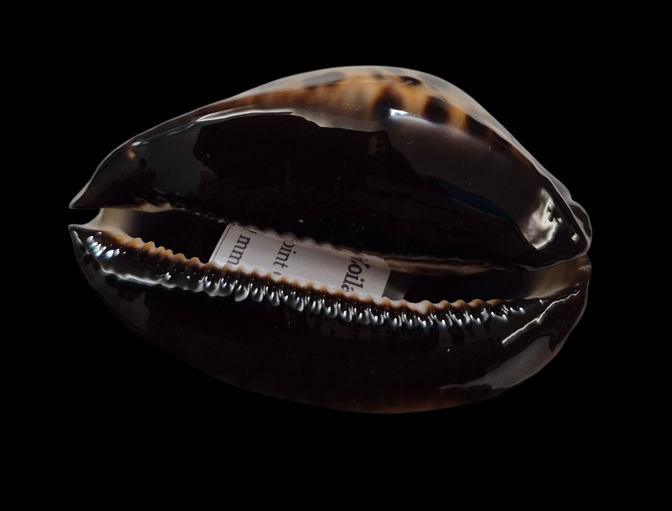 Shell Cypraea ZOILA JEANIANA SHERYLAE W.Australia 58,9 mm # DARK DWARF ...