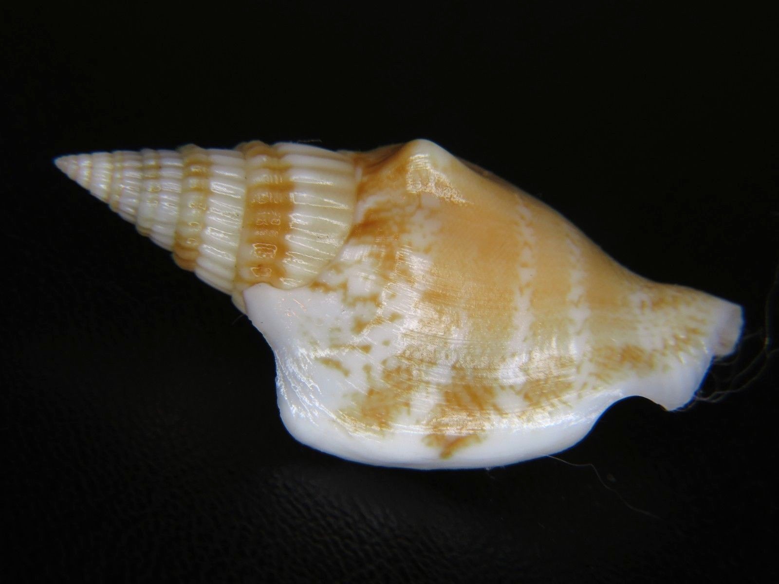 STROMBUS CAMPBELLI: AUSTRALIAN GEM @ 39.5MM W/OPERCULUM! | eBay