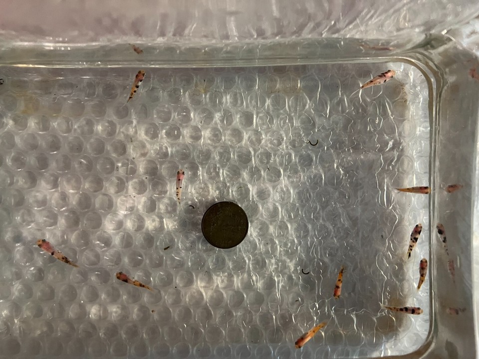 Pepper Red Platy Fry (10 PK UNSEXED) | eBay