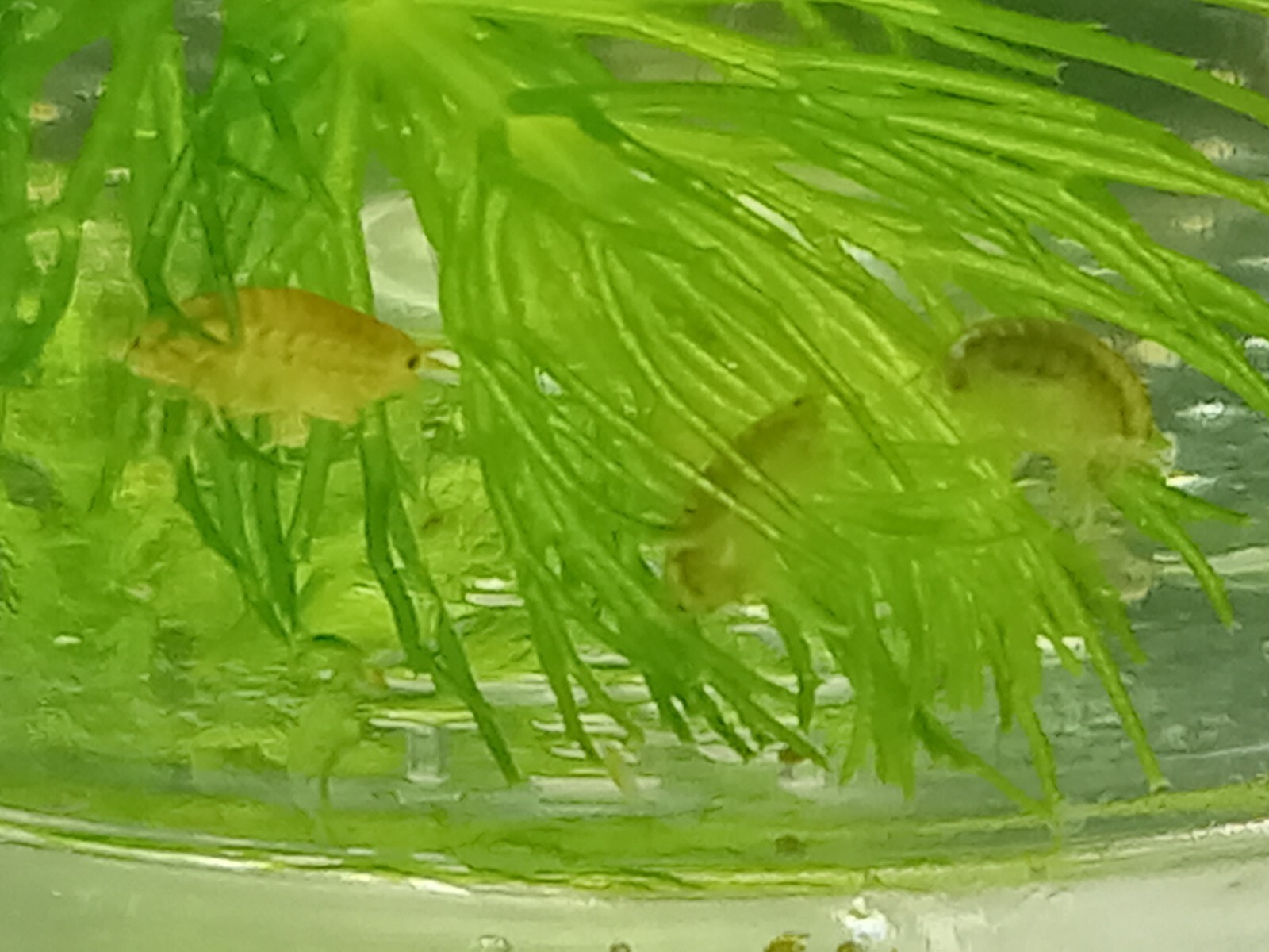 80+ Live Freshwater Scuds (Gammarus shrimp/ amphipods) Indoor Culture ...