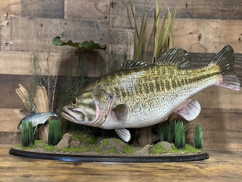 Pro Painted Hyper Real. Largemouth Bass Replica. Fish Taxidermy. 14Lbs ...