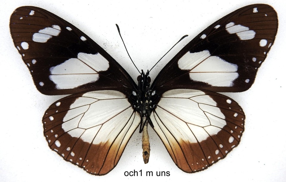 Butterfly Danaidae - 1 x mounted male Amauris ochlea ochlea (A1-) | eBay UK