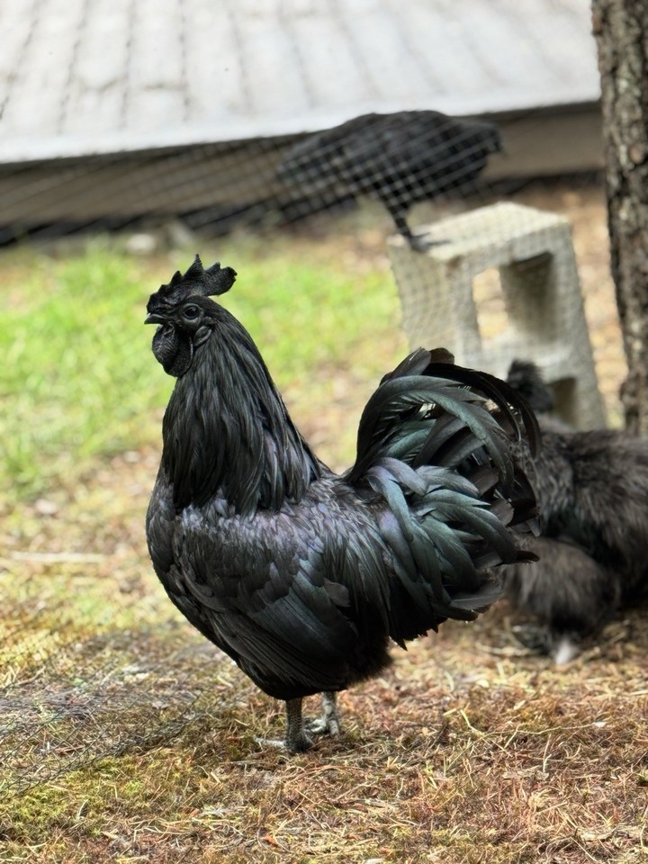 Ayam Cemani Hatching Eggs High Fertility Lamborghini Chicken 10 ...