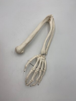 3B Scientific Human *Left* Spare Arm (unpainted) for hanging skeleton ...