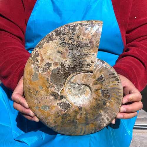 2980g Natural ammonite fossil conch cluster crystal specimens healed | eBay