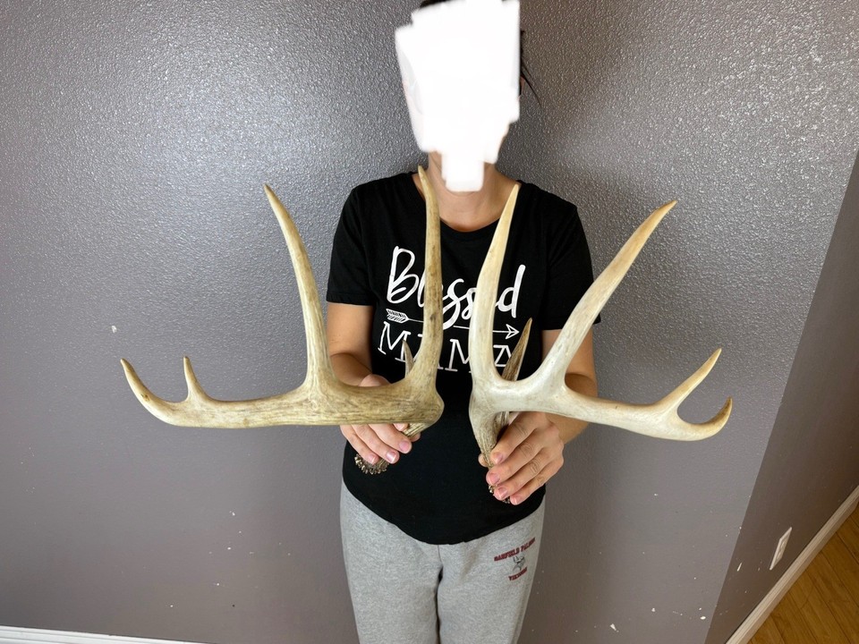 Two 5pt Whitetail Deer Antlers Sheds WILD IDAHO Horns Rustic Decor ...