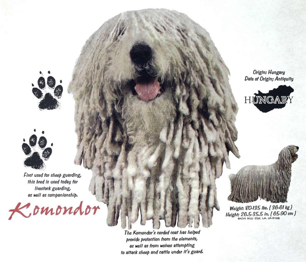 Hungarian Guard Dog Komondor