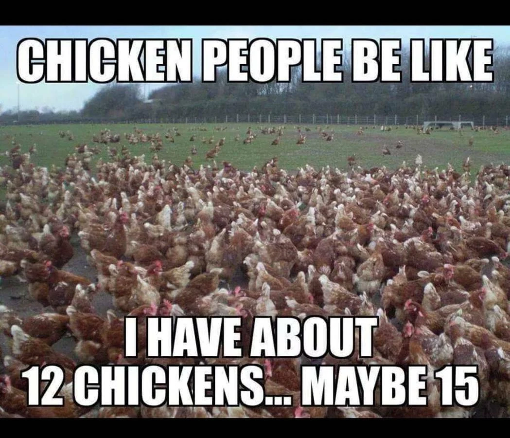 Crazy Chicken Meme