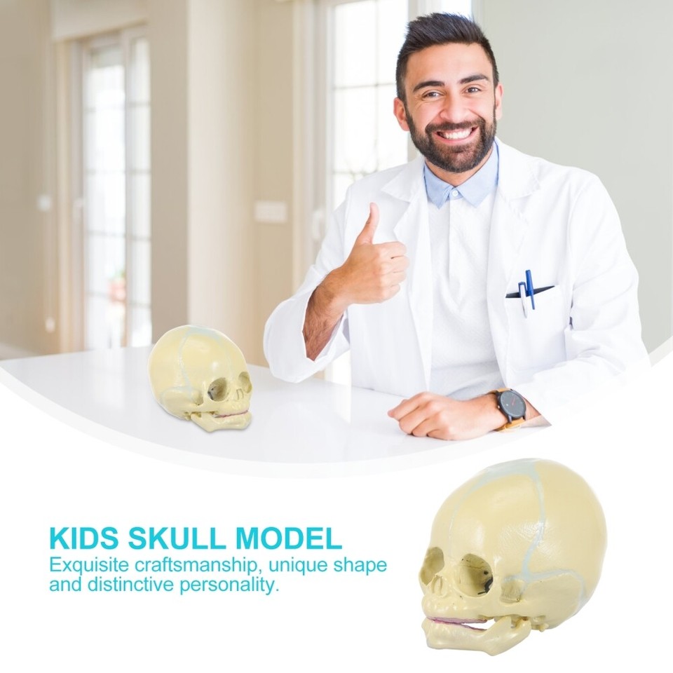 Child Head Bone Model Life Sized Fetus Skull Real Skulls Brain Human ...