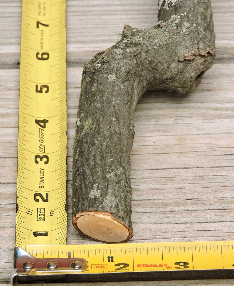 20" Hickory Wood Stick Wand Bird Perch Carving Blank Crafts Crooks 1"D ...