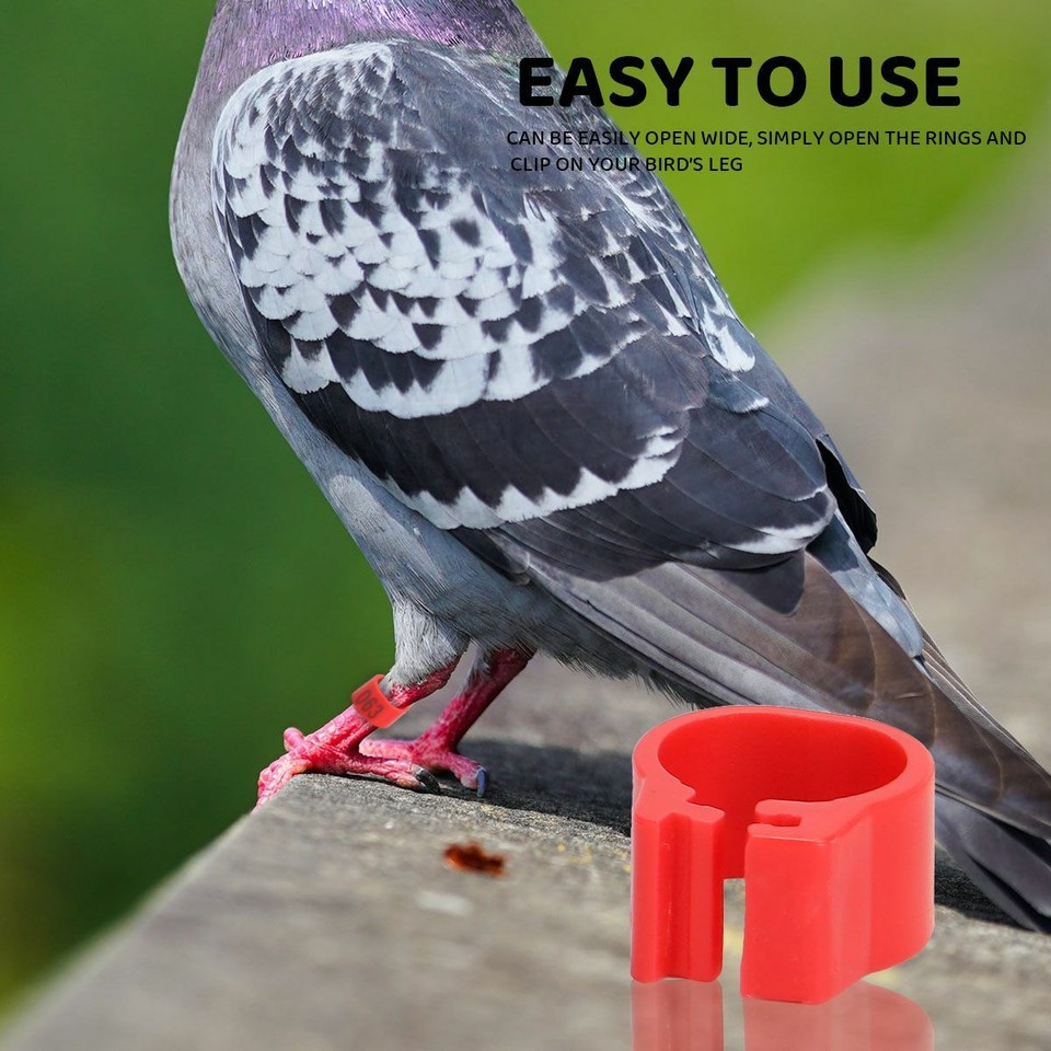 100pcs Leg Bands Plastic Chicken Pheasant Poultry Duck Bird Leg Rings ...