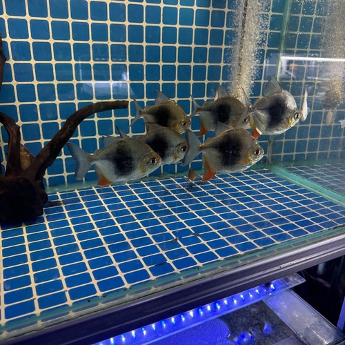 Blackberry Silver Dollar / Myleus Schomburgkii Sp. - Live Aquarium Fish ...