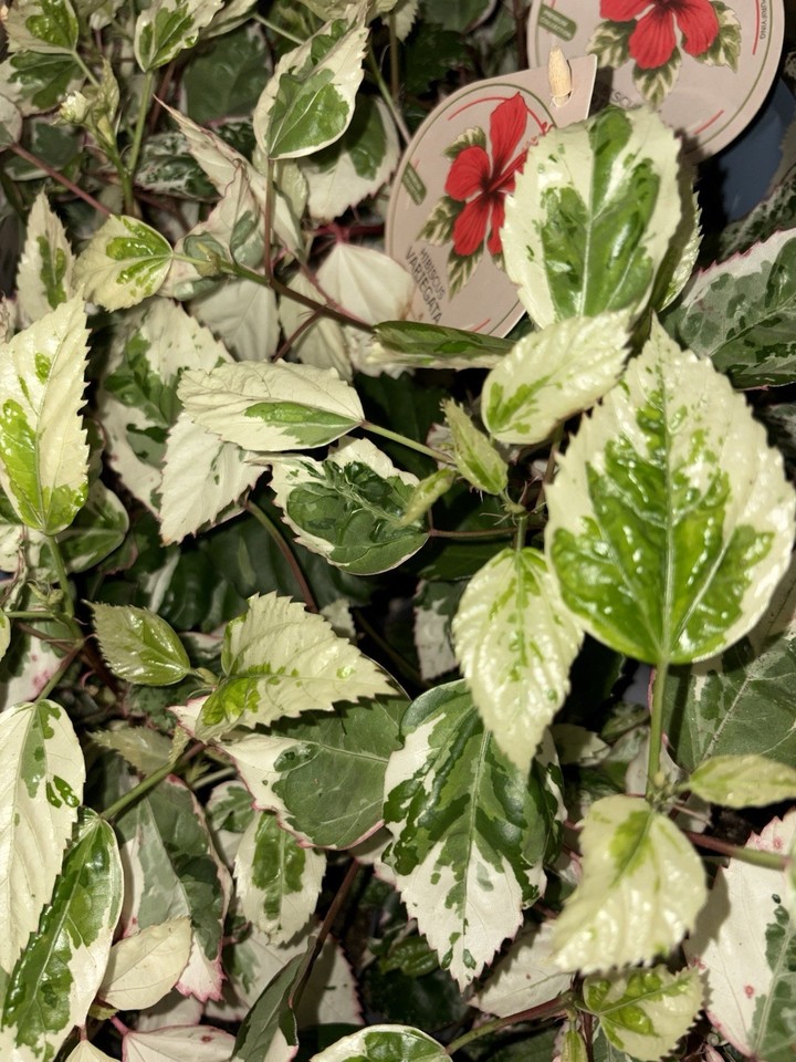 Hibiscus Rosa Sinensis Hybrid Variegata 12cm Pot Rare Variegated Plant ...