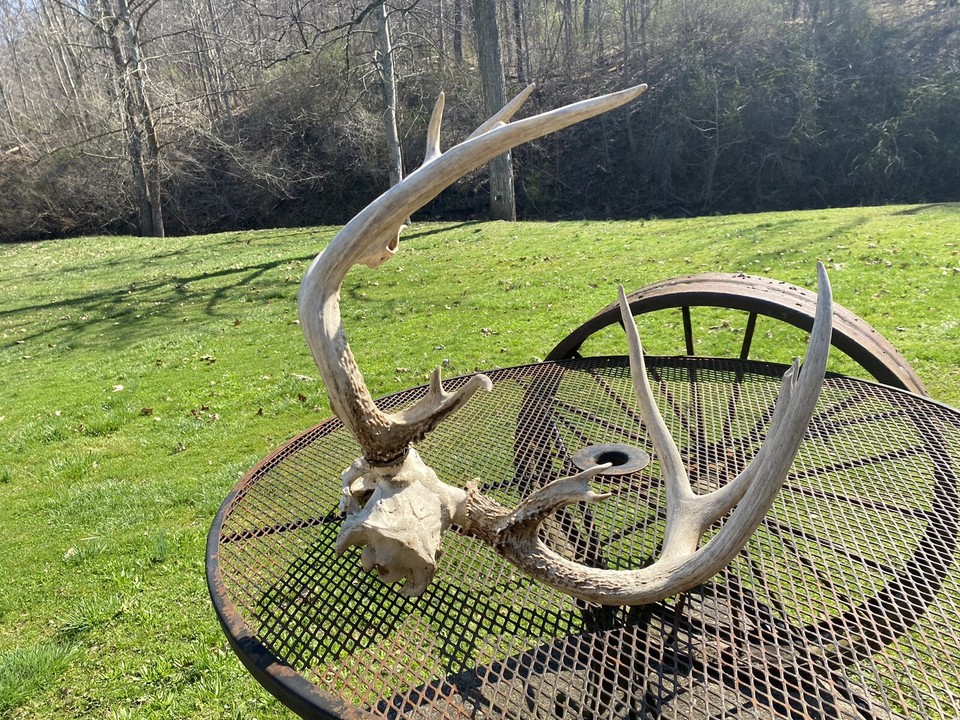 WICKED GIANT WHITETAIL DEER SKULL RACK ANTLERS DISPLAY TAXIDERMY #112 ...