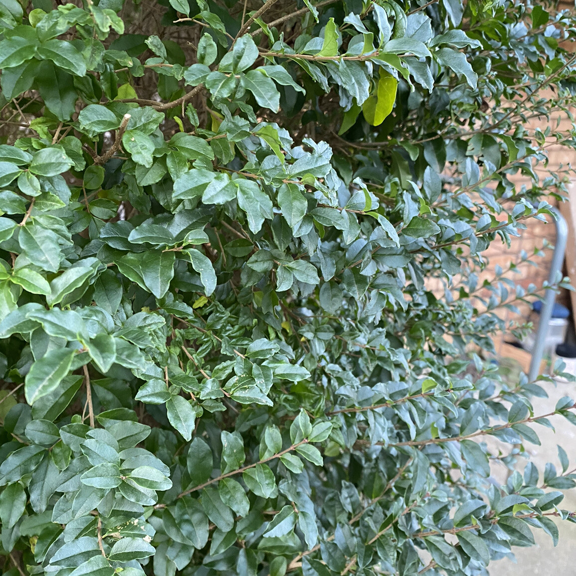 Box leaved Privet Hedge - Ligustrum Undulatum - 8 Cuttings - Tasmanian ...