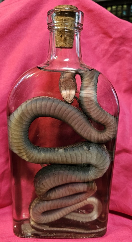 Large Wet Specimen Oddities Curiosities Taxidermy Bizarre Rat Snake | eBay