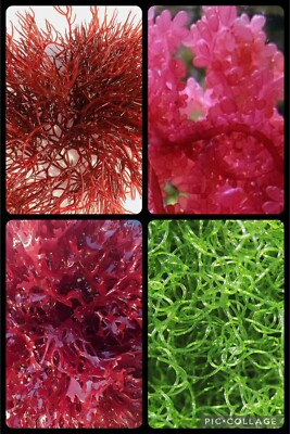 1/2 Cup Assorted Macroalgae ( Red Bubble, Chaeto, Red Ogo, Dragons ...