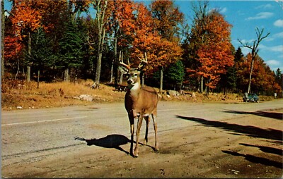 Vintage A Deer Crossing Whitetail Buck Postcard H317 | eBay