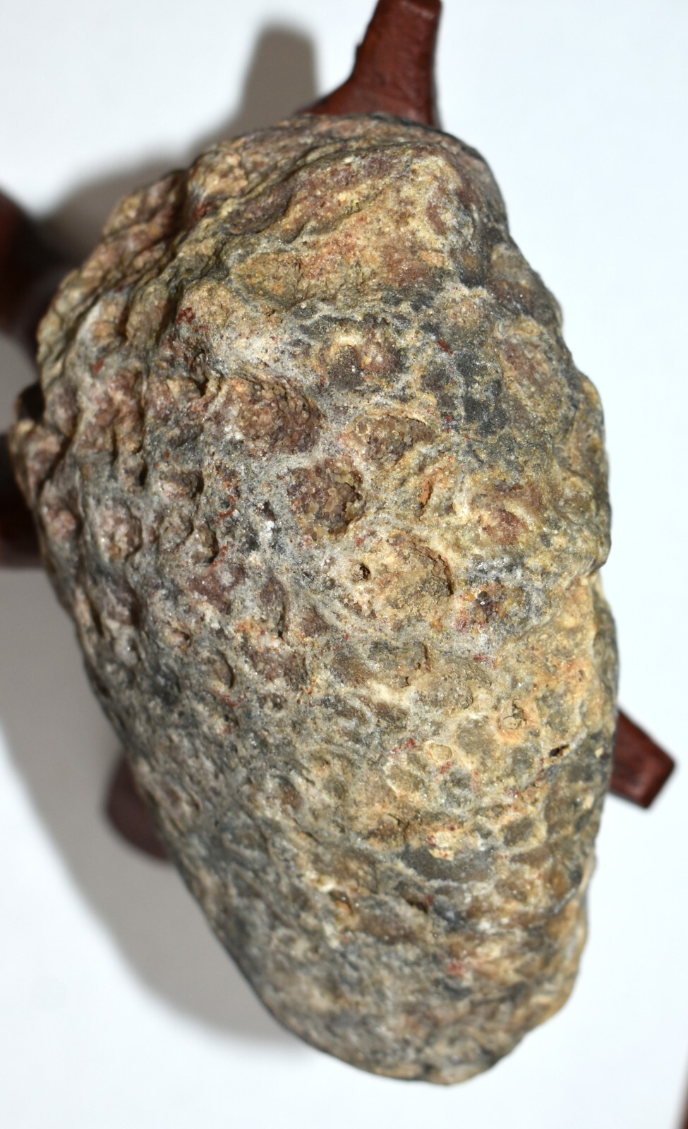 Golden Drusy Crystal Brain Geode North Carolina on Display Carved Wood ...