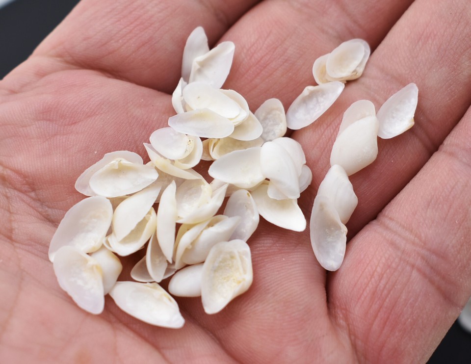 8 oz (1500) Very Tiny White Coquina Micro Shells (1/4") Beach Arts ...