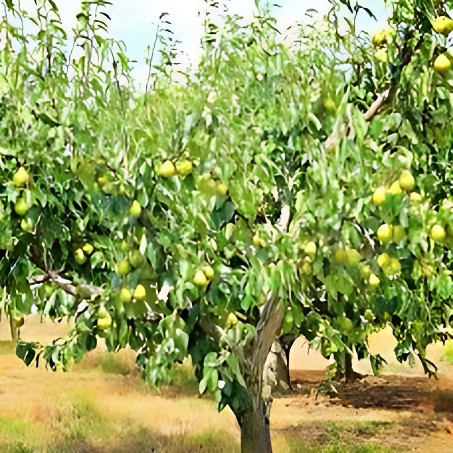 I Live Moonglow Pear Tree 2-3 Ft Tall Now Ready To Plant | eBay