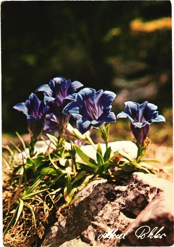 Germany Gentiana clusii Trumpet Plants Alpine Inn Mountain Home Vintage ...