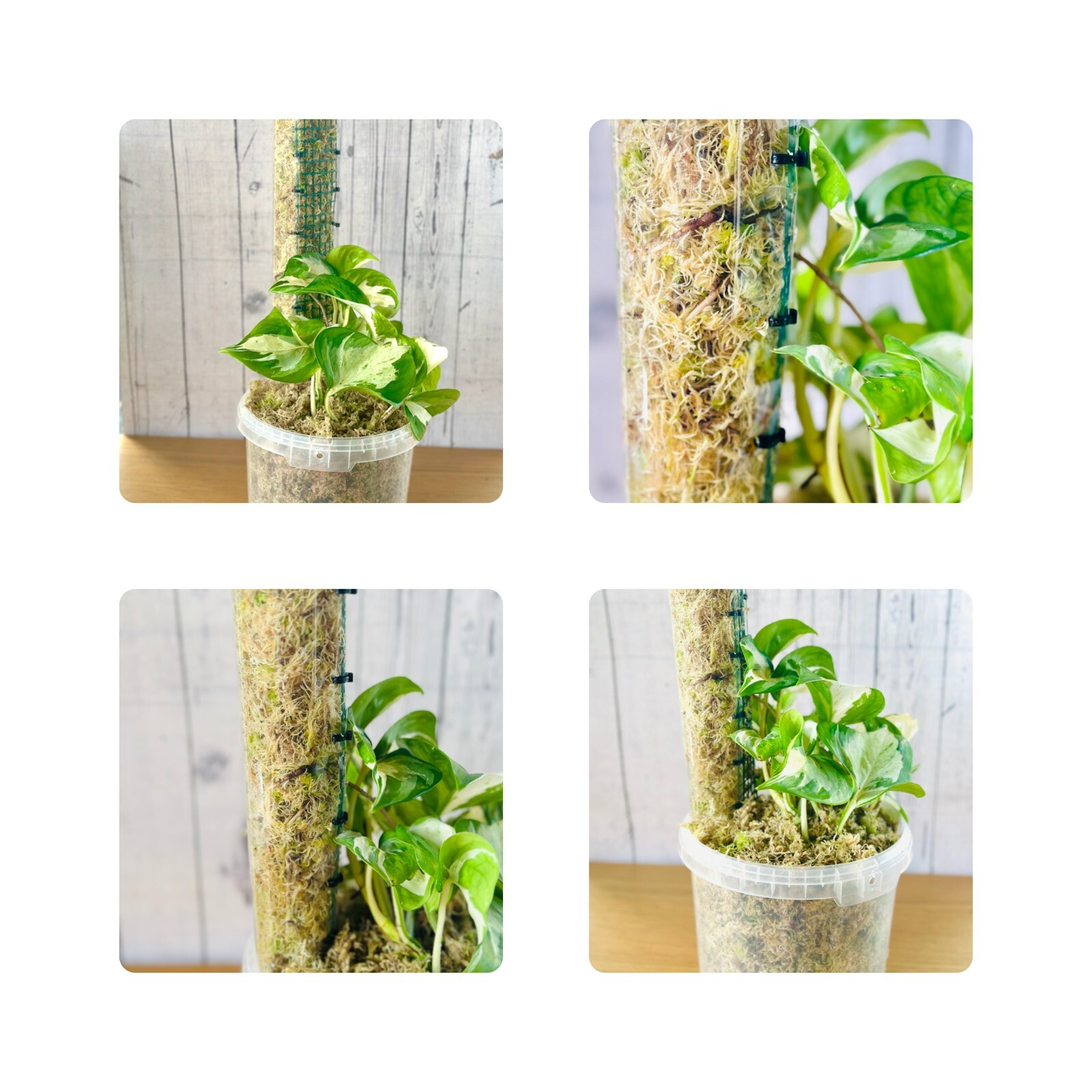 1x Clear moss pole with sphangnum moss,plant Support | eBay UK