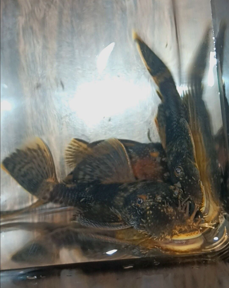 Adult Male Calico Bristlenose Pleco (Ancistrus sp.) @ 3"+ Quality Live ...