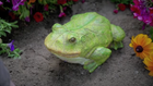 Motion Sensor Lights & Sounds Forest Frog Garden Statue Decor - Keeps ...