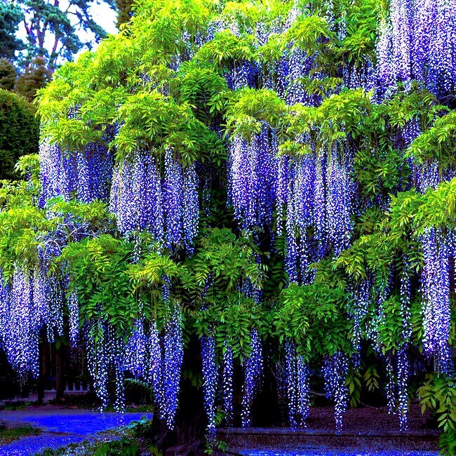 5 Chinese Blue Wisteria sinensis Tree Seeds Fast Climber Flower Vine ...