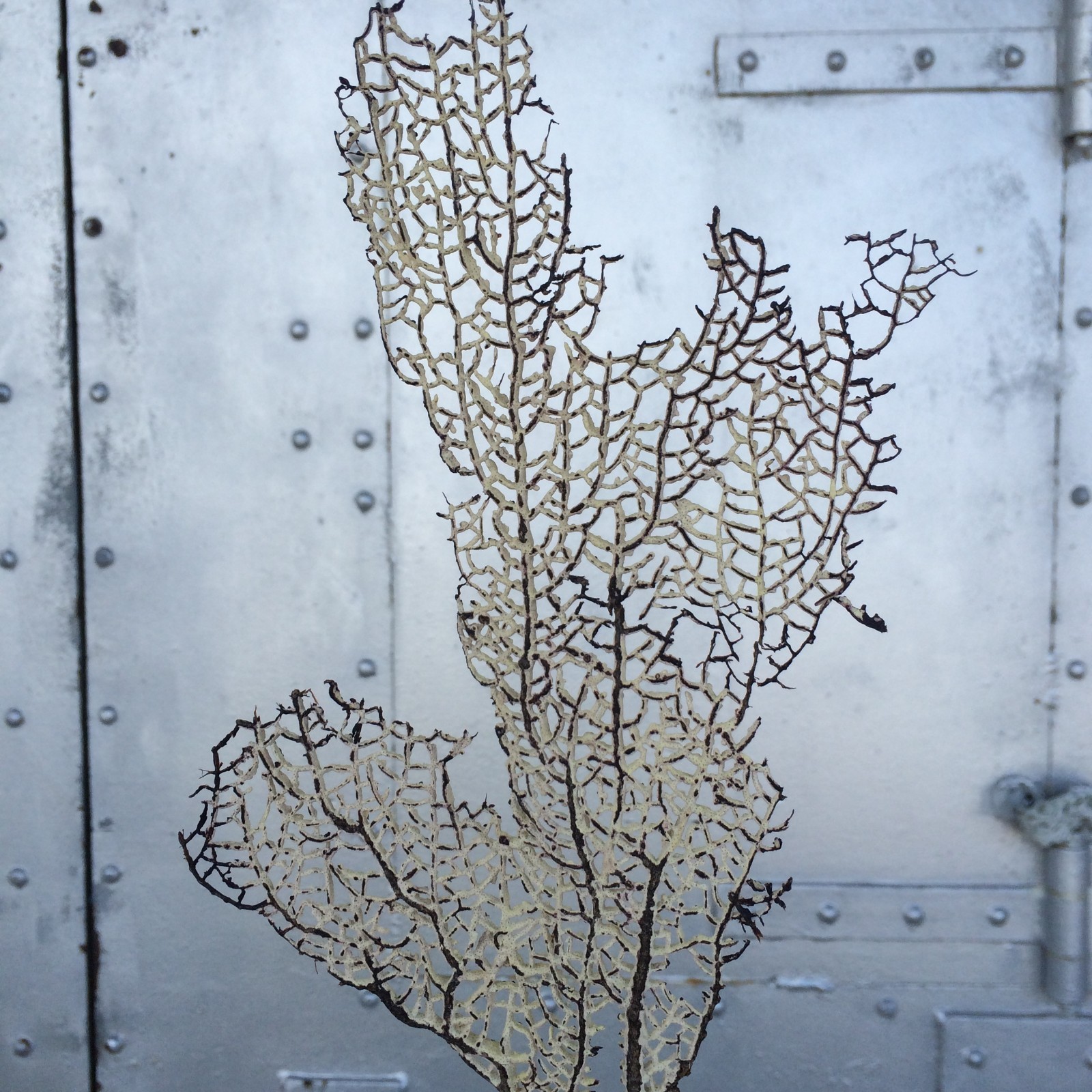 12" x 5" Light CARIBBEAN SEA FAN CRAFTS HOME&WALL DECOR FRAMING DISPLAY ...