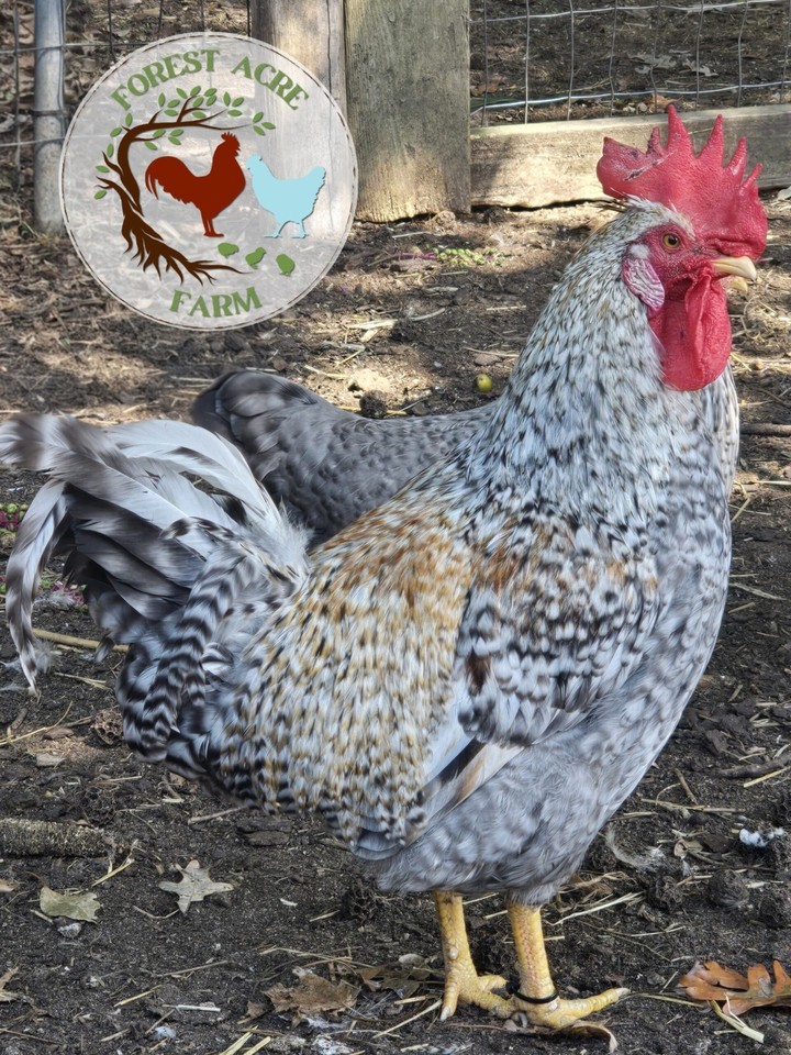 Cream Legbar Hatching Eggs 10+ Blue Eggs | eBay