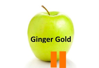 Ginger Gold Apple tree, grafted, roots wrapped in wet media, 12-18 ...